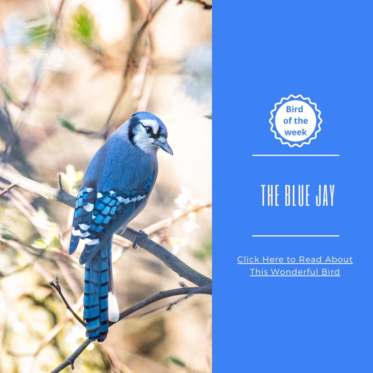 blue jay bird pictures color