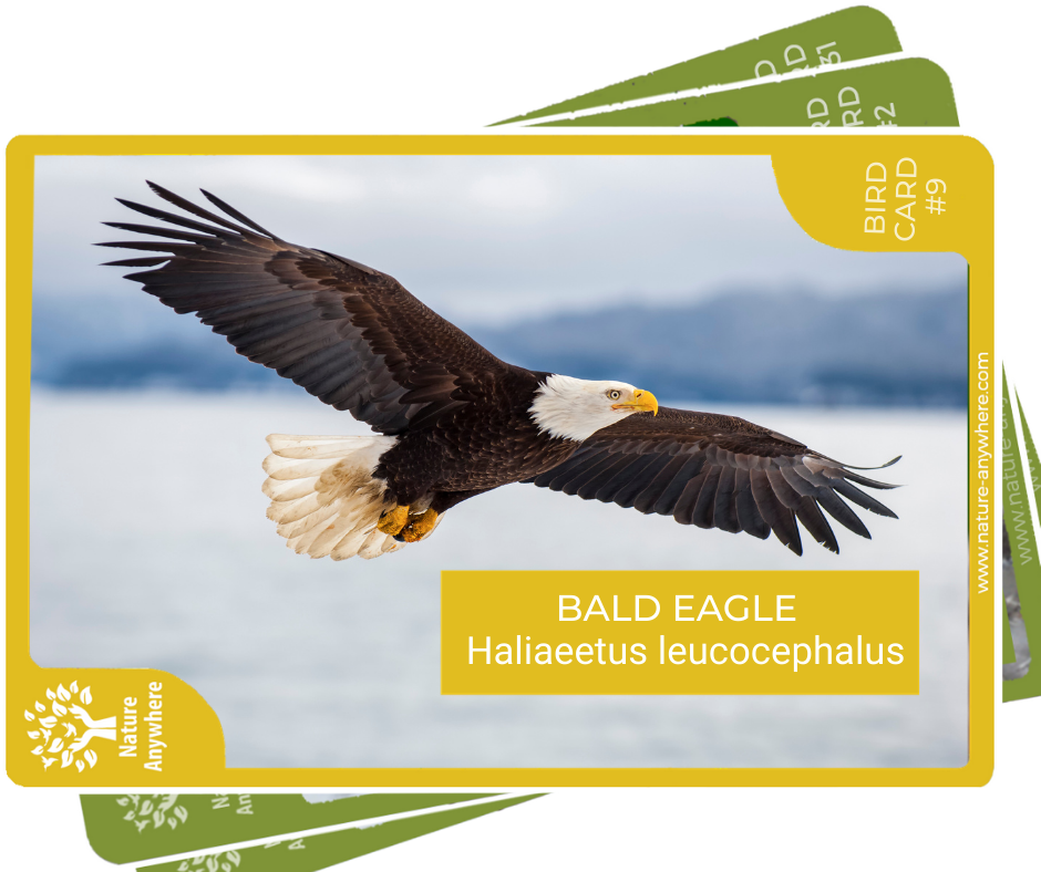 BIRD CARD: THE BALD EAGLE – Nature Anywhere
