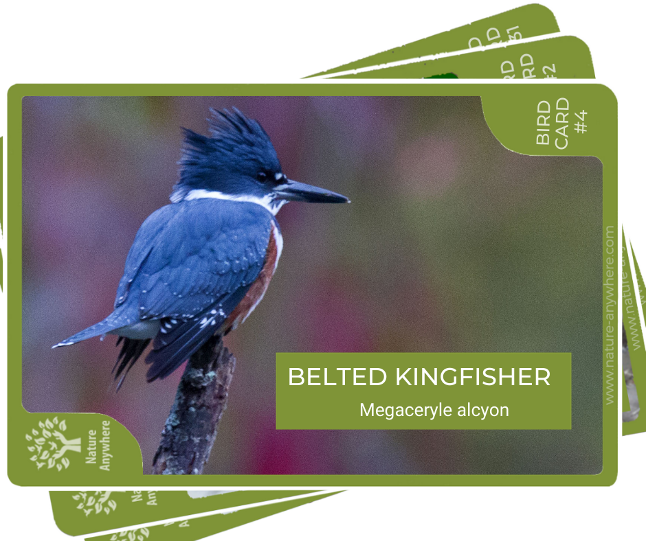 Belted Kingfisher Eggs