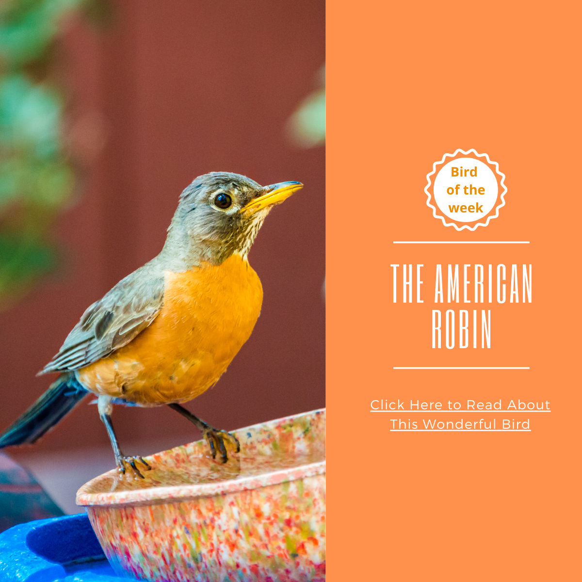 BIRD OF THE WEEK - THE AMERICAN ROBIN – Nature Anywhere