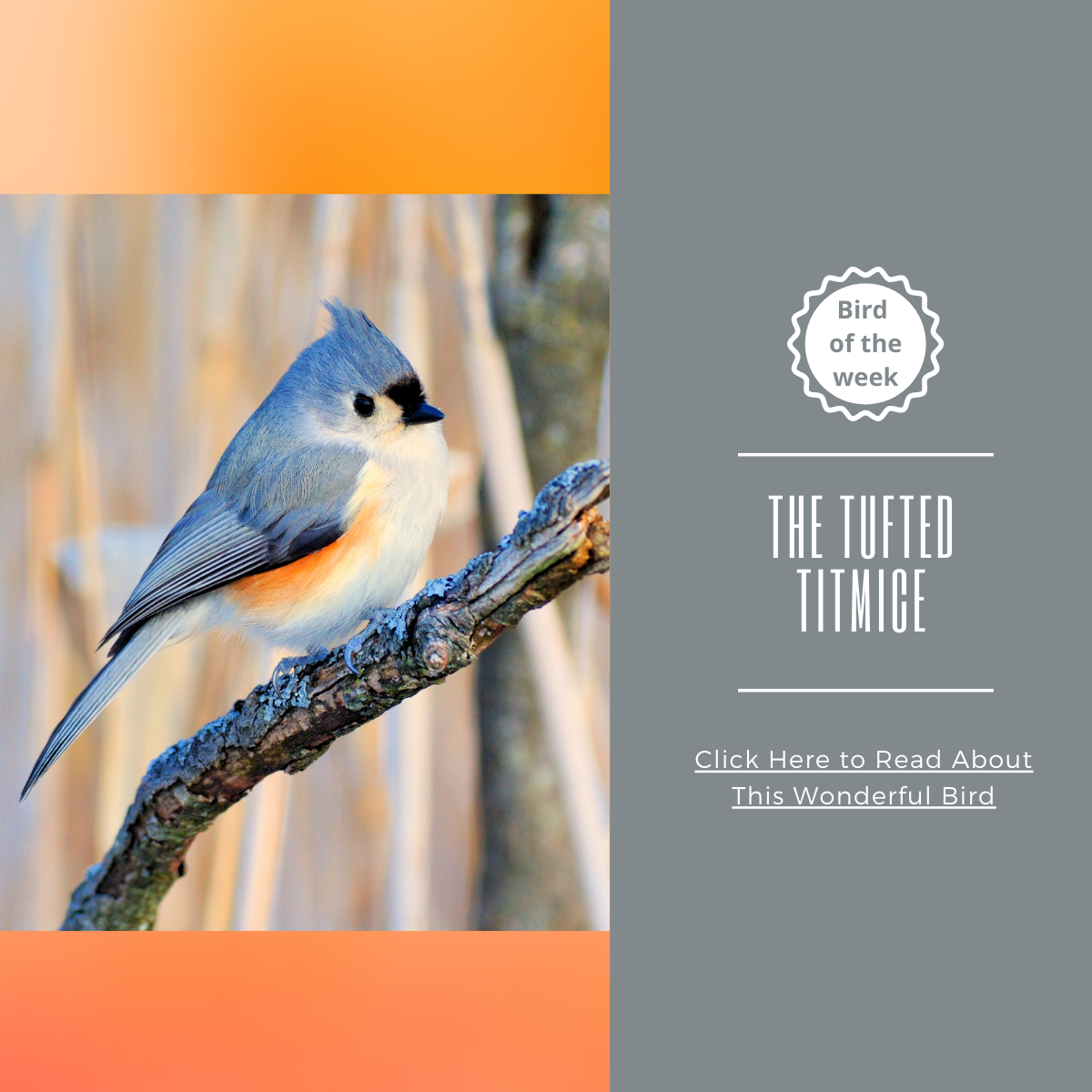 BIRD OF THE WEEK: THE TUFTED TITMICE – Nature Anywhere