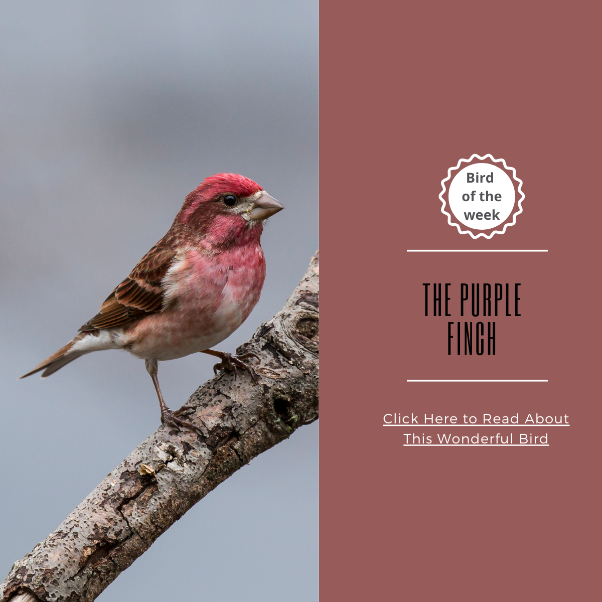 Purple Finch Bird