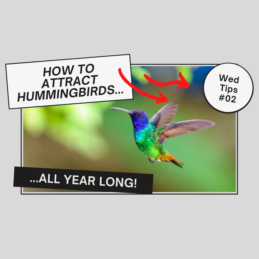 10 Years Hummingbird