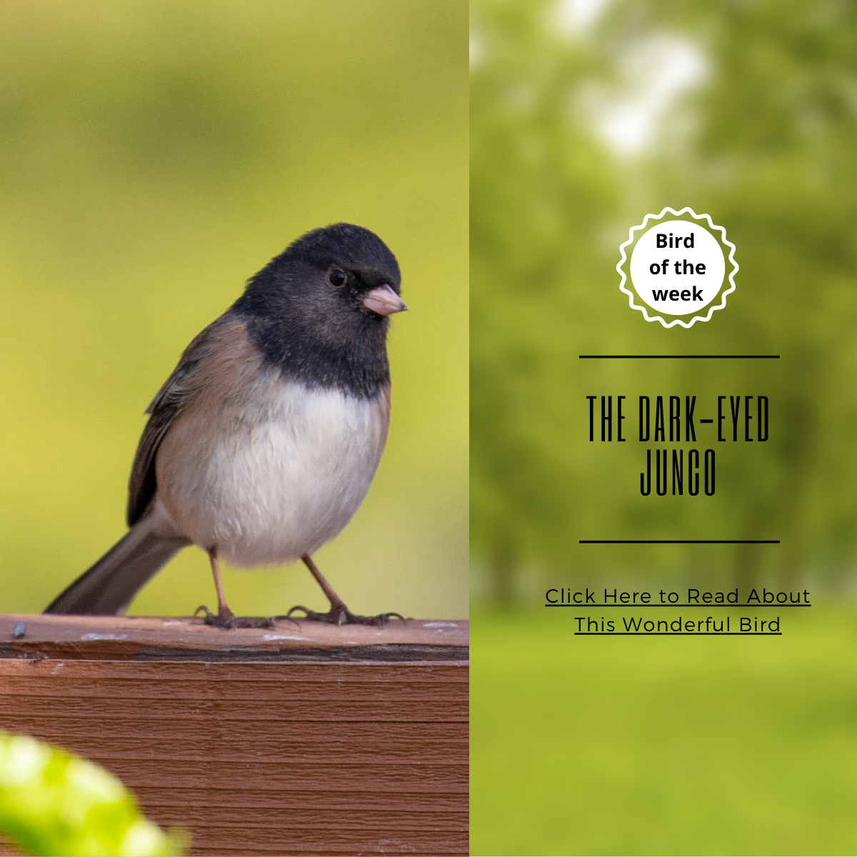 Yellow Eyed Junco