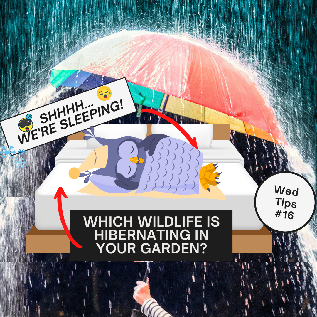 LOOK OUT: WILDLIFE HIBERNATING IN YOUR BACKYARD! – Nature Anywhere