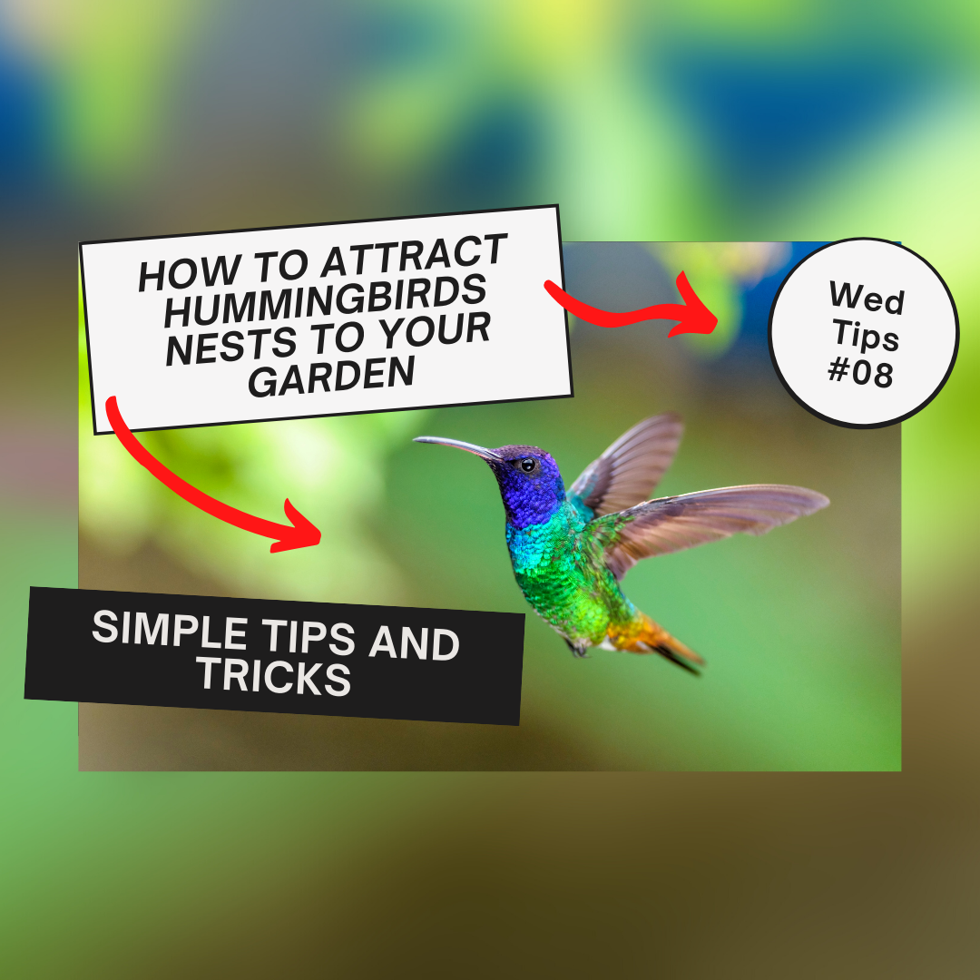 THE SECRET GUIDE TO HUMMINGBIRD NESTS IN YOUR GARDEN – Nature Anywhere